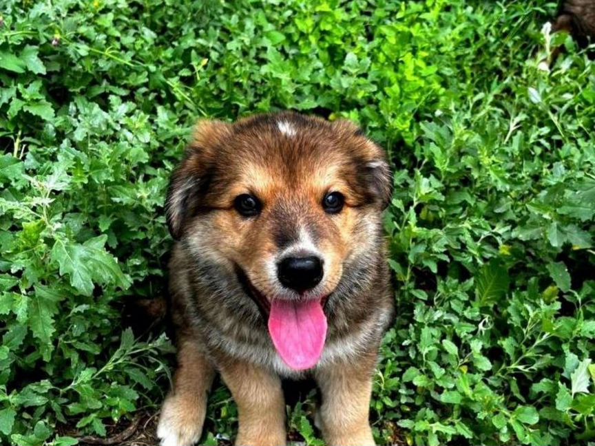 Щенки в добрые руки