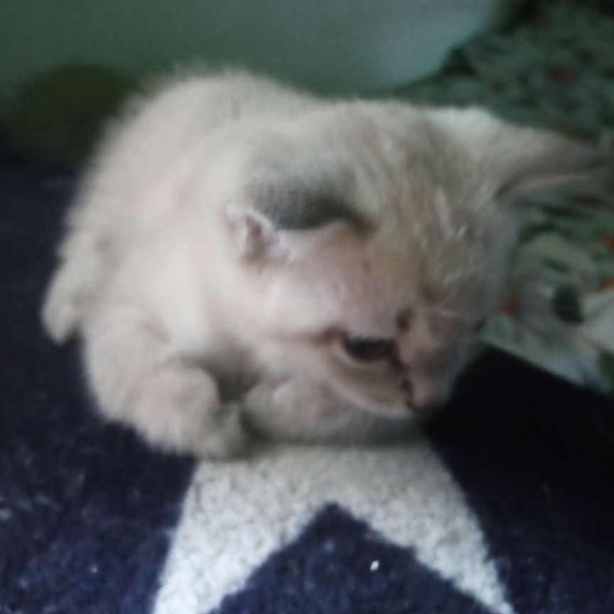 Сиамский котёнок