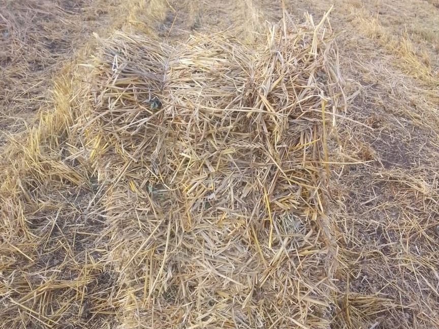 Солома ячменая