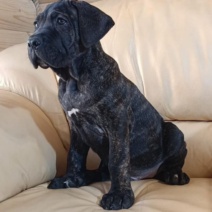 Кане-корсо, щенок