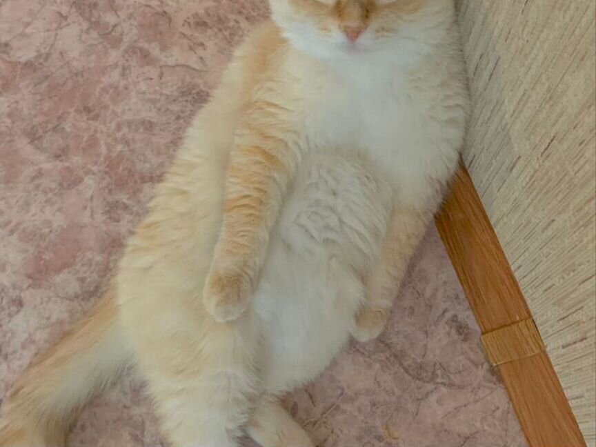 Сиамский кот вязка