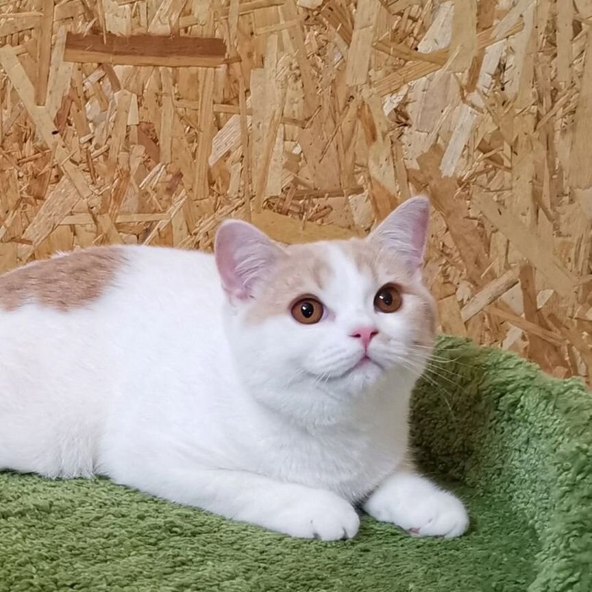 Британские котята