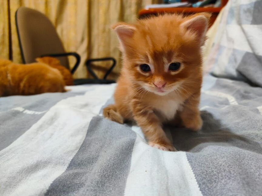 Котята мейн-кун, рыжие мальчики и девочки