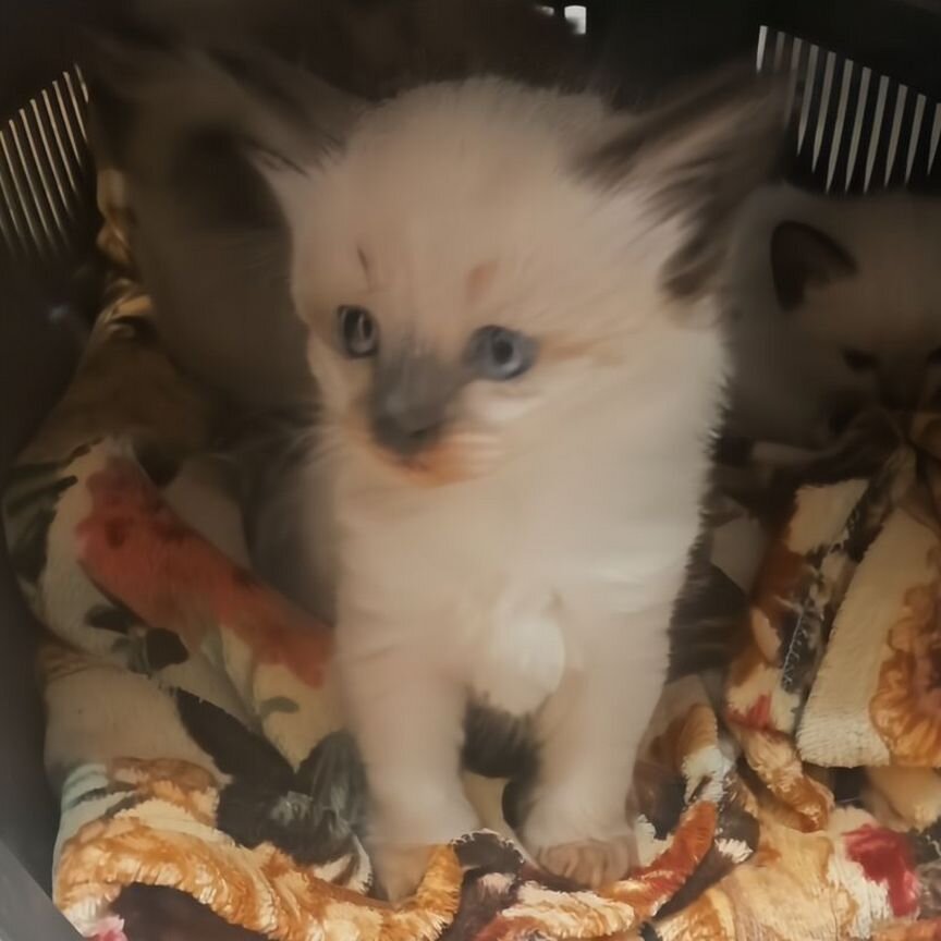 Тайский котёнок