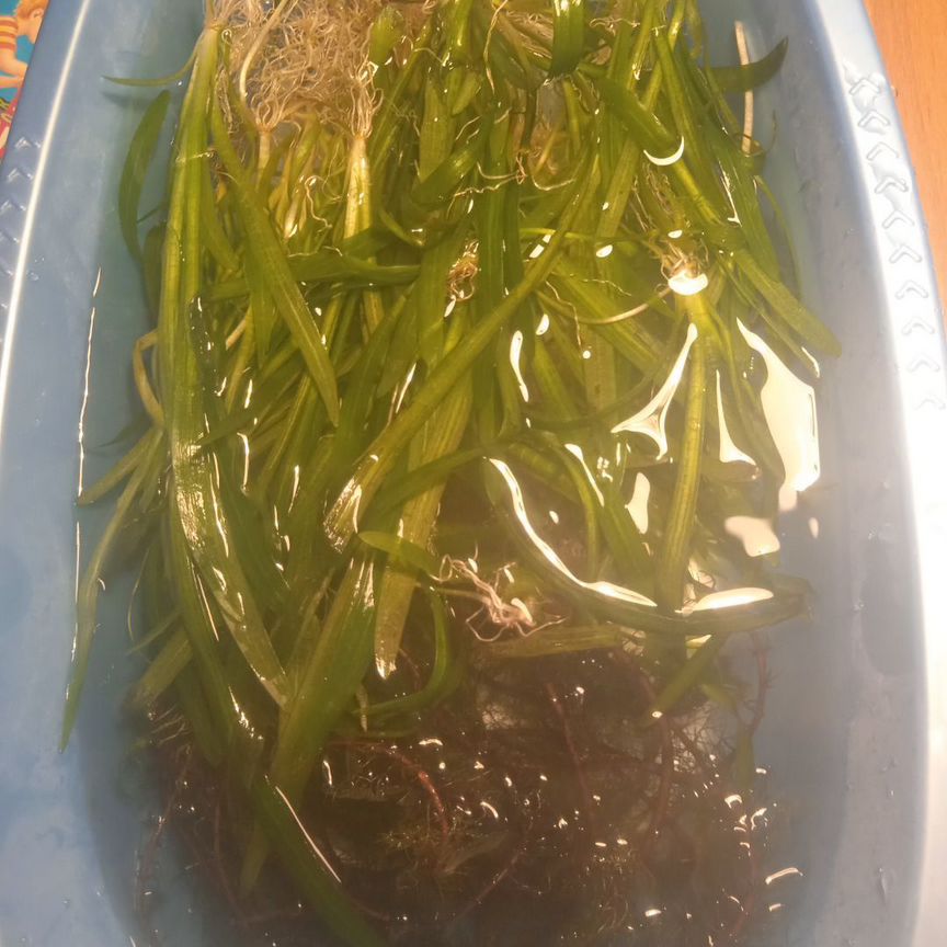 Водоросли для аквариума