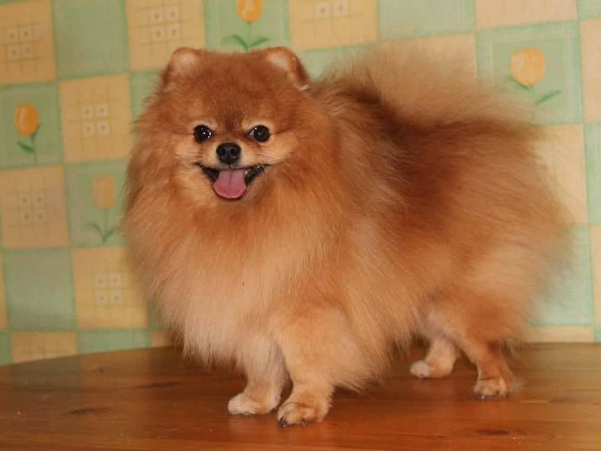 Померанский шпиц девочка