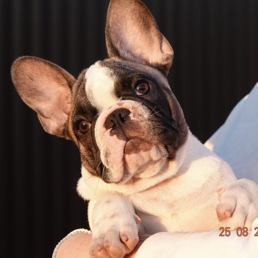 Французский бульдог мальчик