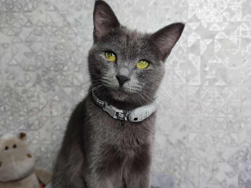 Кошка Бесплатно