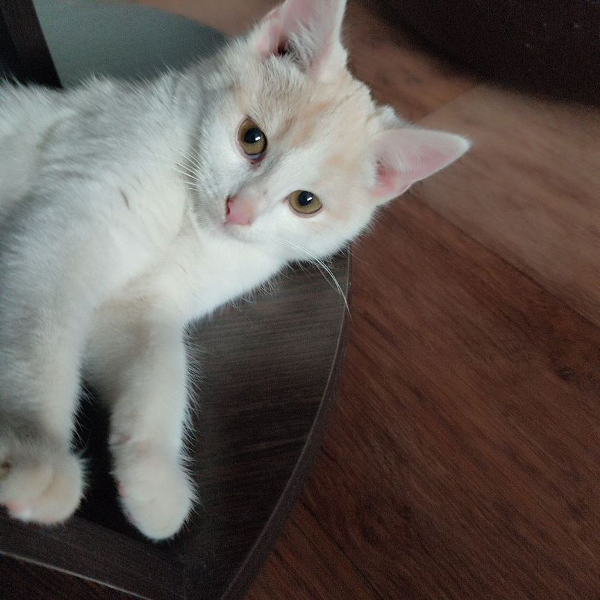 Котёнок
