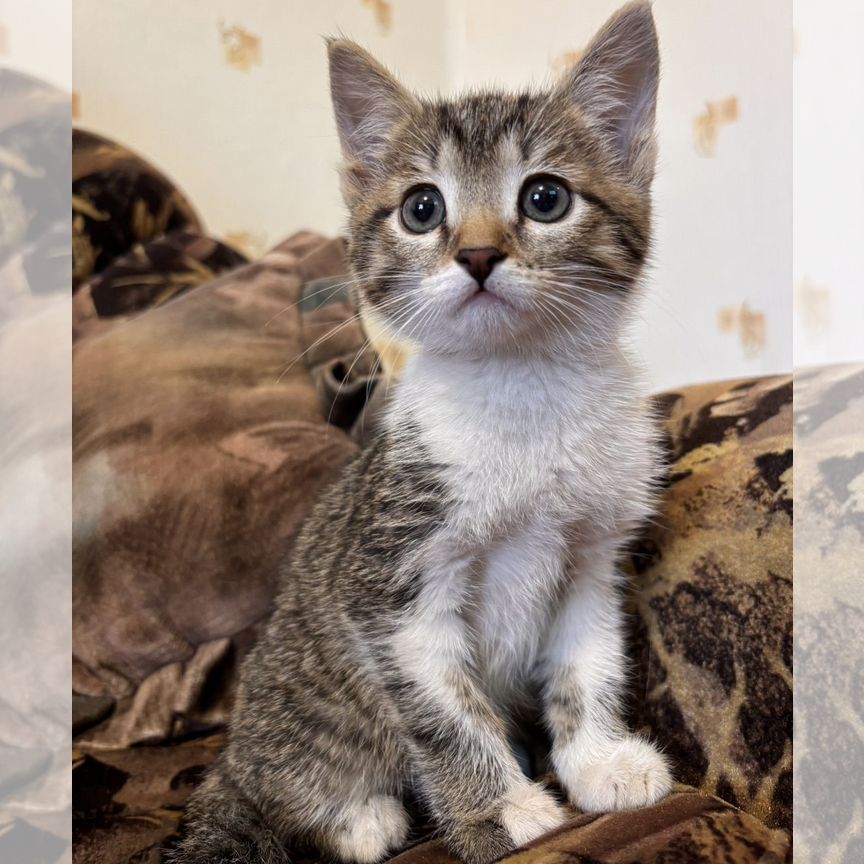 Котёнок в добрые руки