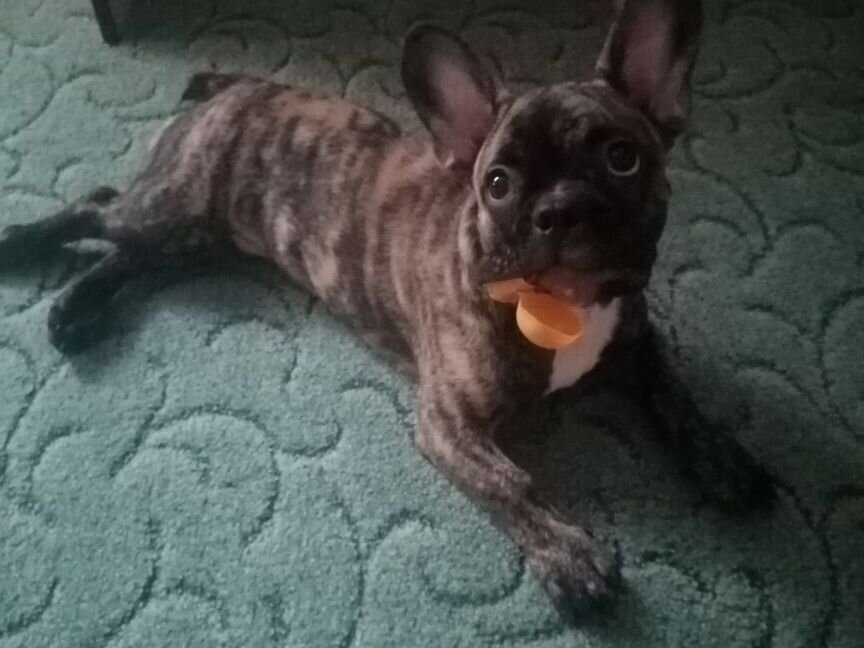 Французский бульдог