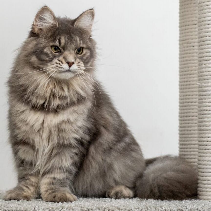 Мэйн кун котенок в добрые руки