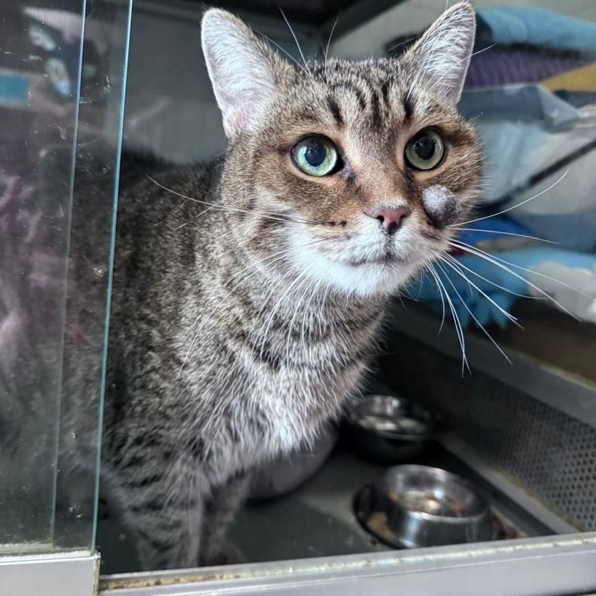 Домашний котик плачет а приюте, нужен дом