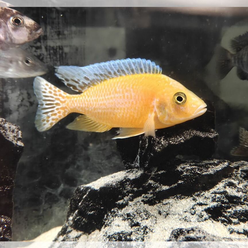 Африканские цихлиды