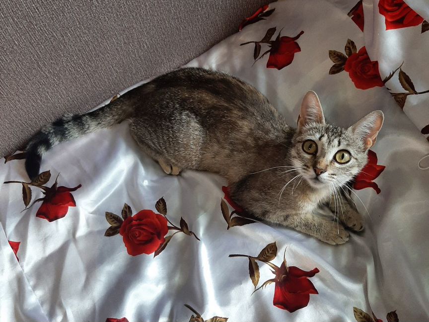 Котята - в добрые руки