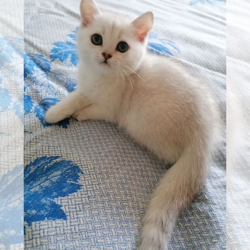 Британский короткошёрстный котёнок