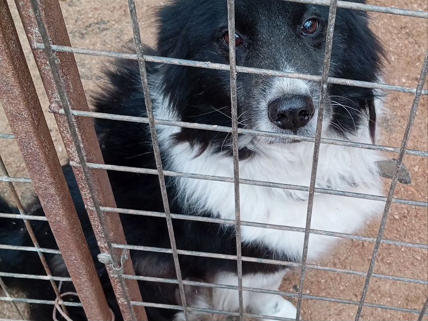 Радик ищет дом