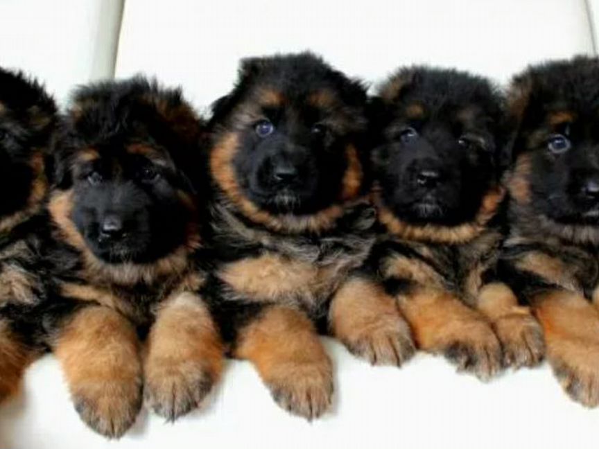 Немецкая овчарка