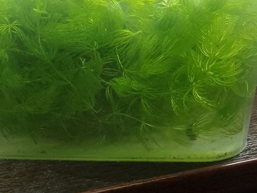 Водоросли для аквариума и ряска