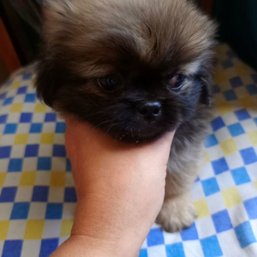 Щенки пекинеса