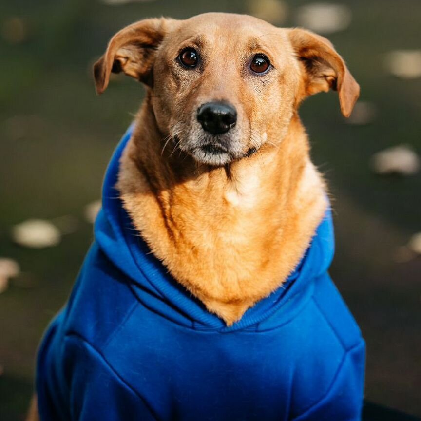 Взрослый пёс в добрые руки