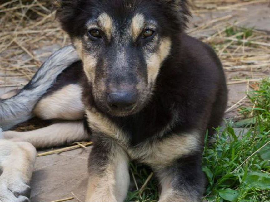 Восточно-Европейская овчарка девочка