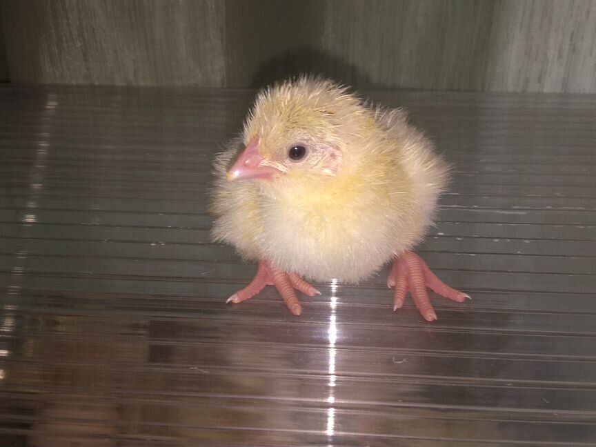 Цыплята бройлера подрощенные кобб 700