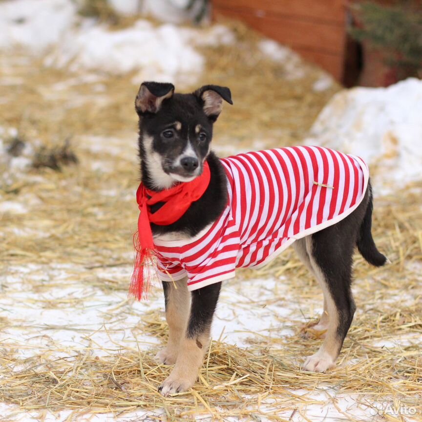 Щенуля Эля-чудо девочка, в дар