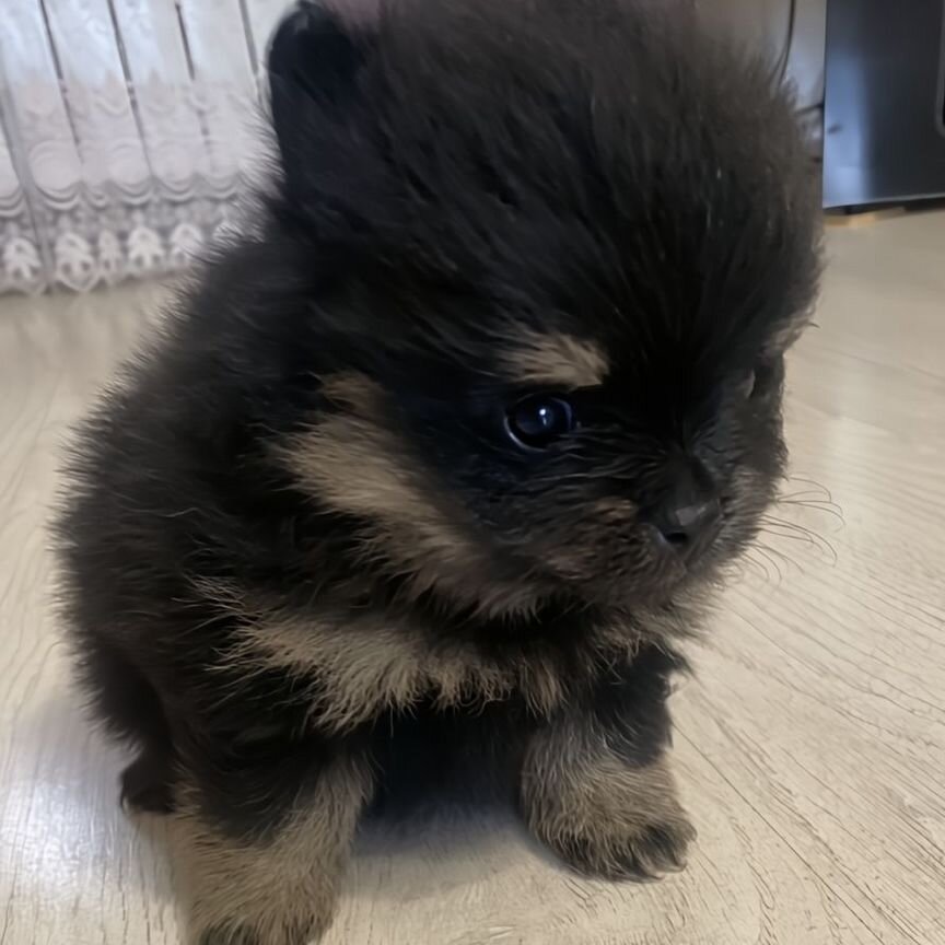 Померанский шпиц, щенок