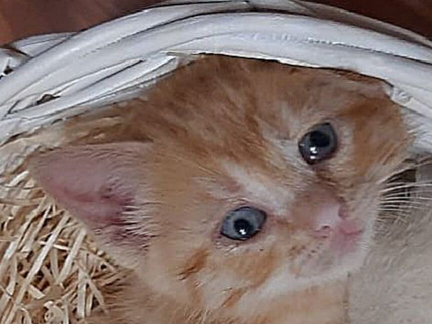 Маленькая кошечка