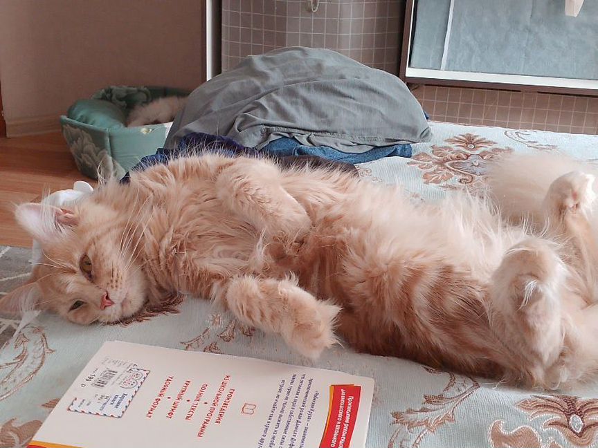 Мейкун бесплатно