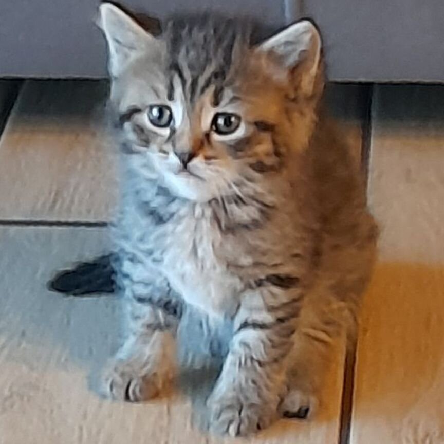 Котята в добрые руки 1 месяц