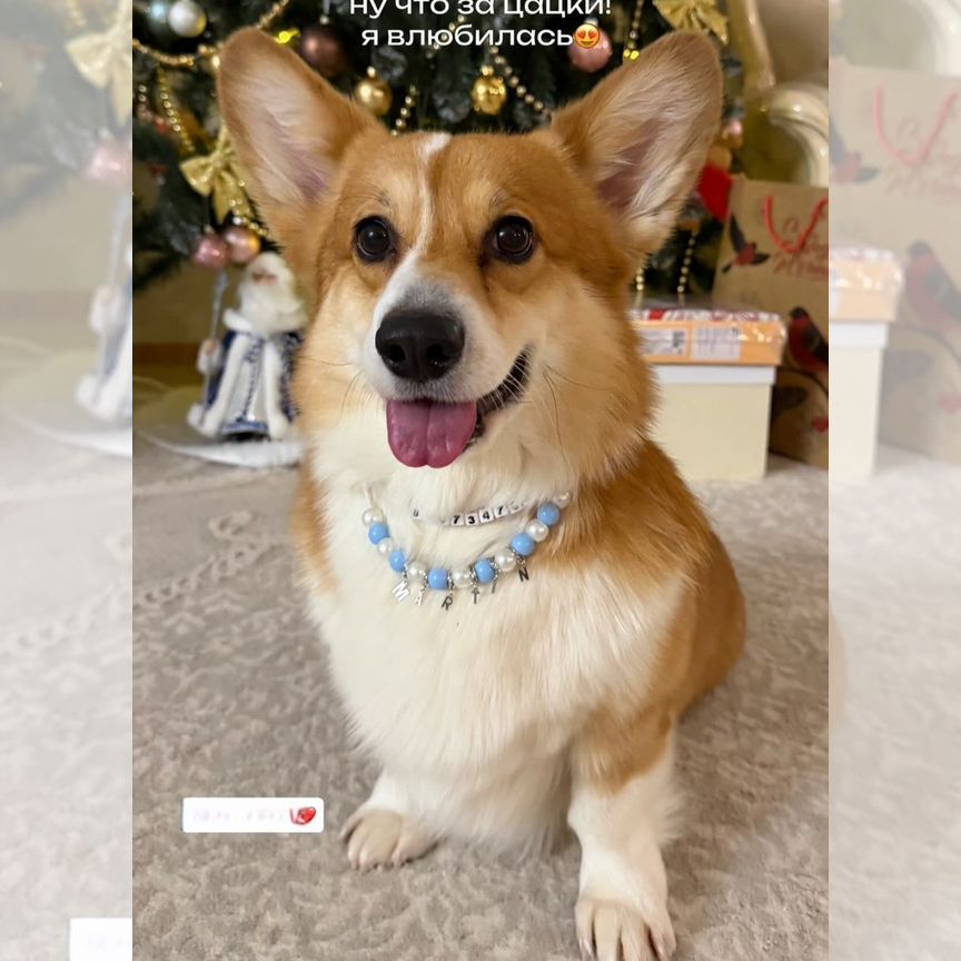 Адресники для животных