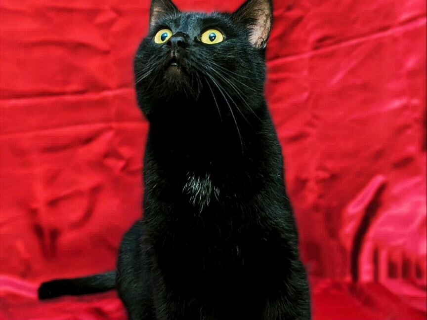 Котик Платон ищет дом