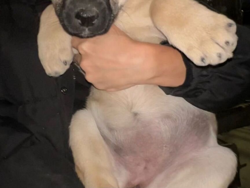 Толстолапики