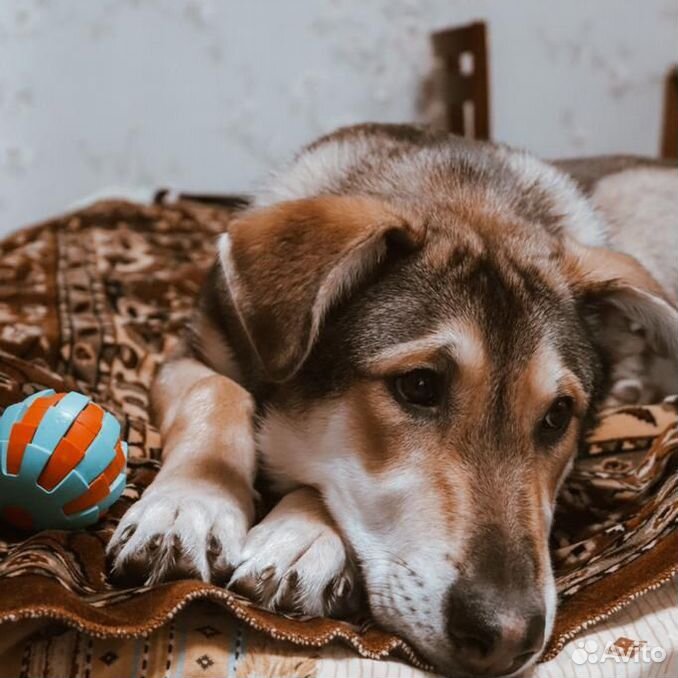 Гришке очень нужен дом