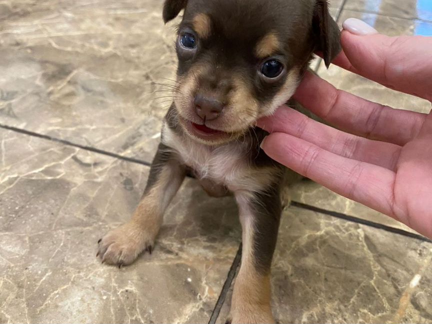 Мини той-терьер