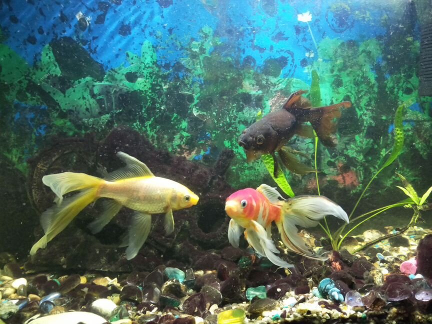 Аквариумные рыбки