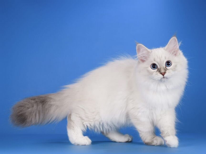 Котенок невской маскарадной.Девочка