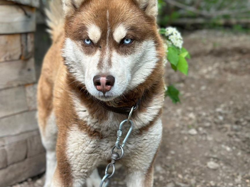 Сибирский хаски