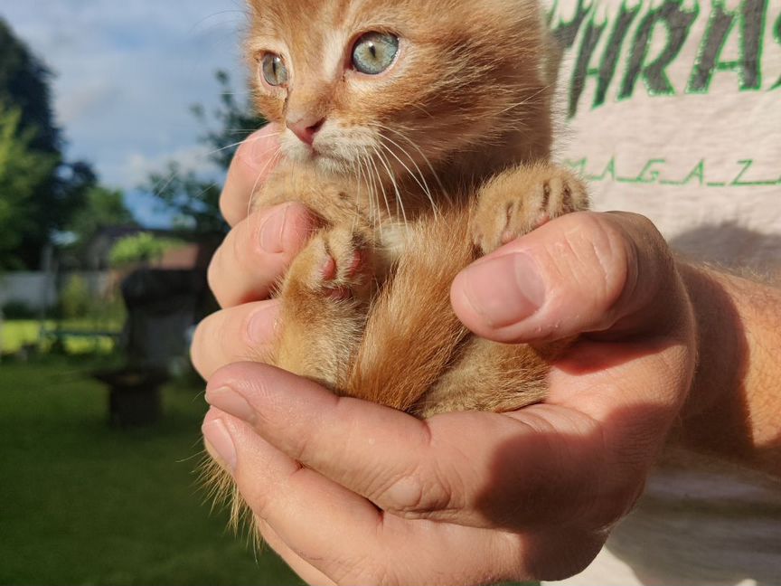 Котята в добрые руки