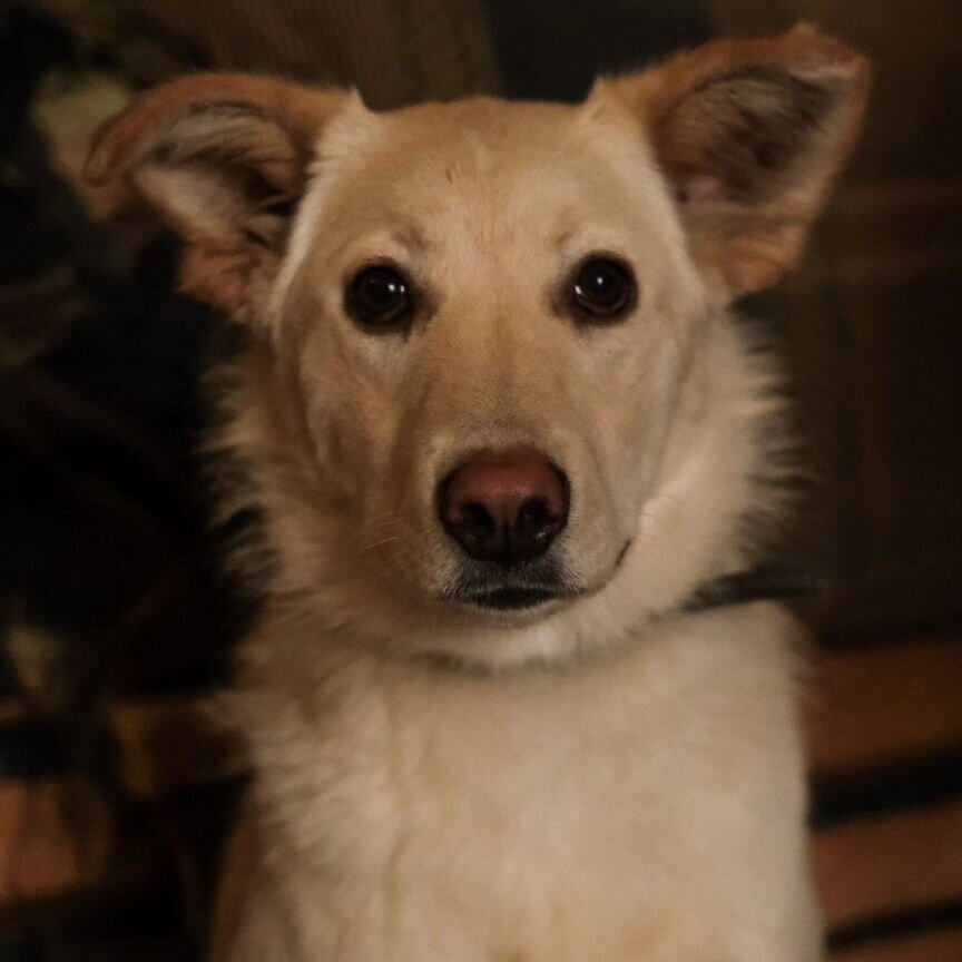 Собаки из приюта: весëлая Бланка