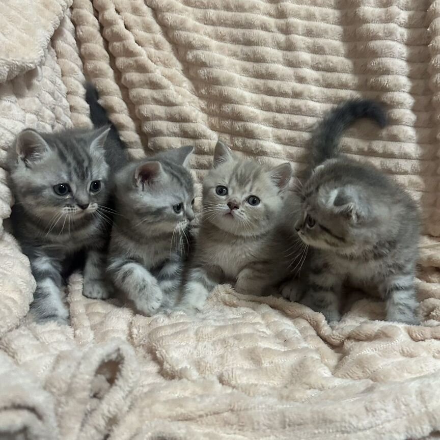 Шотландские котята