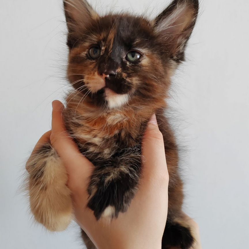 Котята мейн кун
