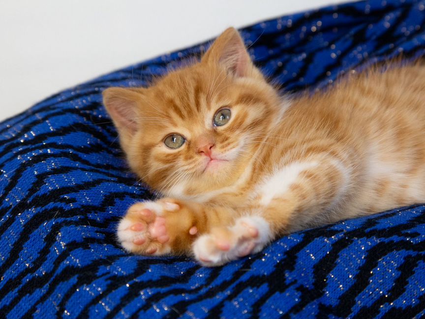 Котёнок в хорошие руки