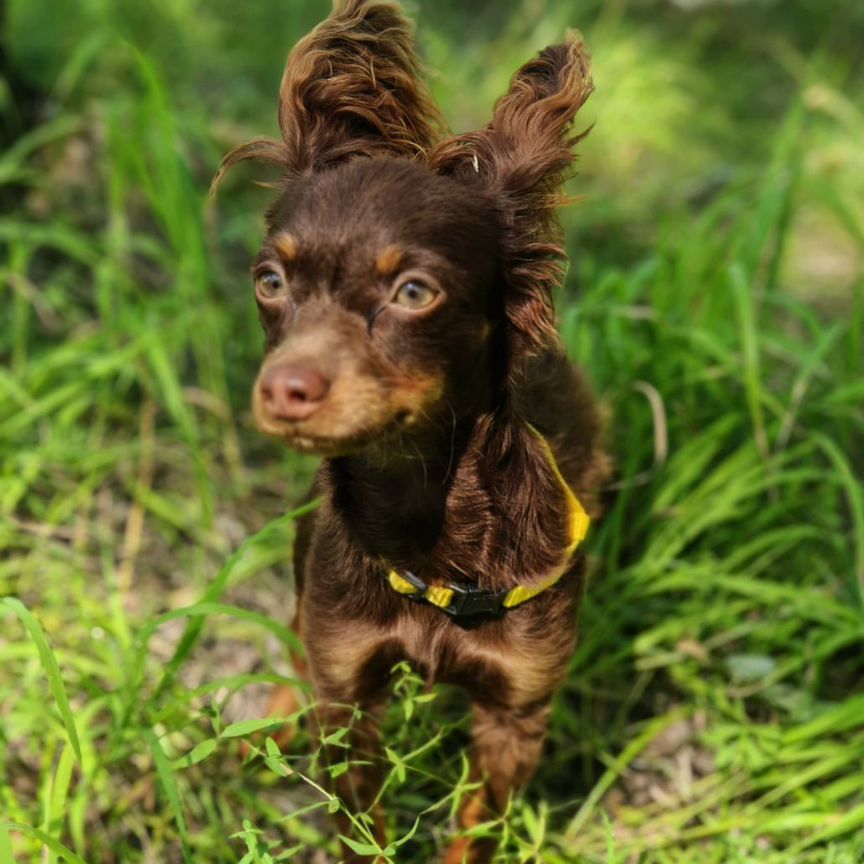 Русский той-терьер, взрослая собака