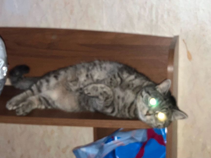 Домашняя кошка метис в добрые руки