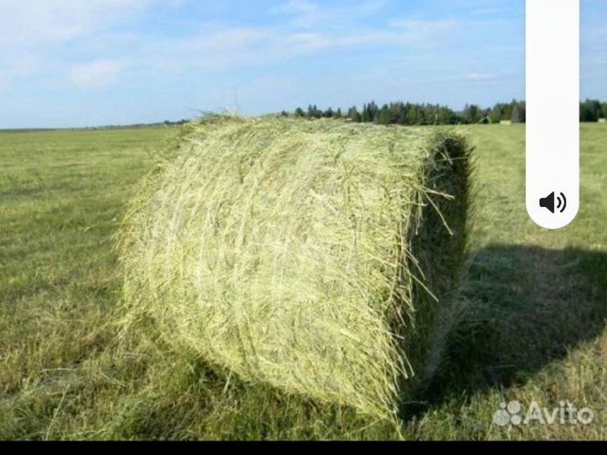 Сено в рулонах