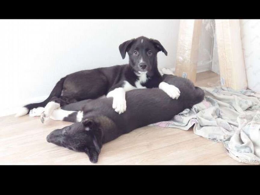 Щенки метис Алабая и Лайки мальчики