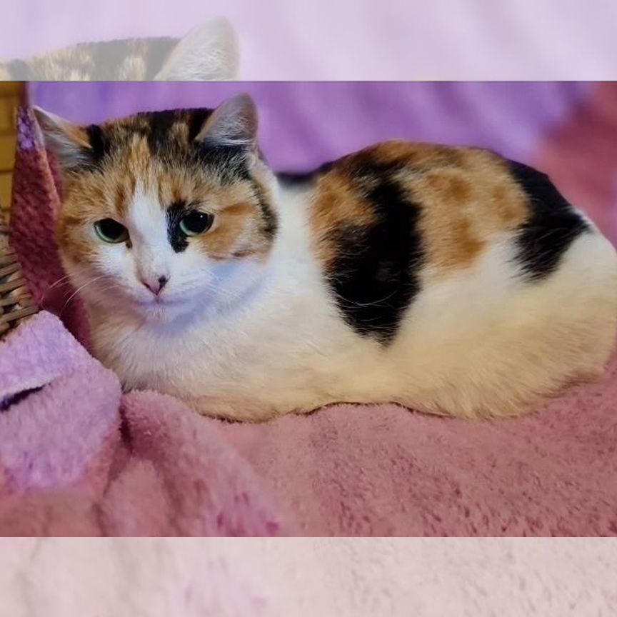 Взрослая кошка в добрые руки